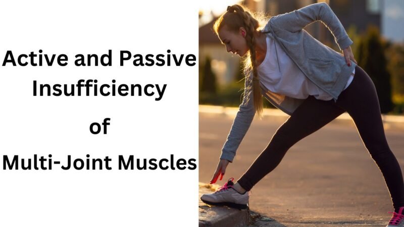 Understanding Active and Passive Insufficiency in Multi-Joint Muscles ...