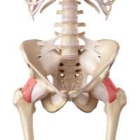 Understanding Active and Passive Insufficiency in Multi-Joint Muscles ...